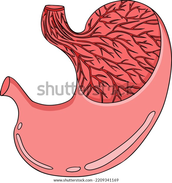 Anatomical Human Stomach Vector Colored Cartoon Stock Vector (Royalty ...