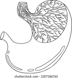Anatomical Human Stomach Vector Line Icon Stock Vector (Royalty Free ...