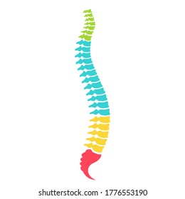 Anatomical Model Spinal Column Vector Illustration Stock Vector ...