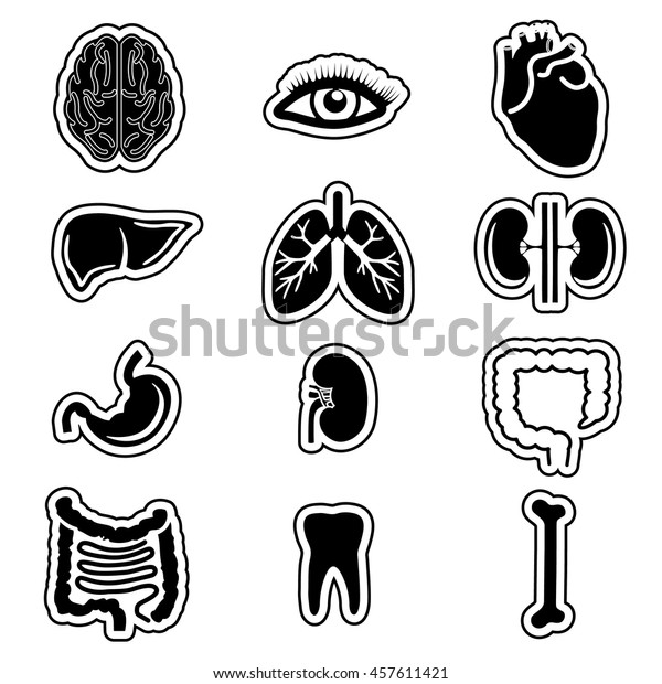 Anatomical Organs Bones Icons Vector Format: Stock-Vektorgrafik ...