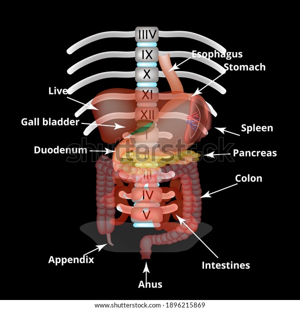 Anatomical Structure Abdominal Organs Spleen Liver Stock Vector ...