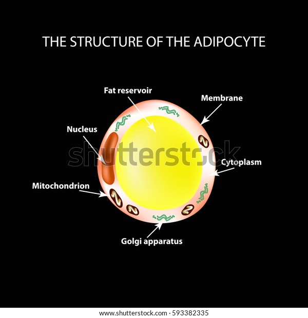 Anatomical Structure Fat Cells Adipocyte Infographics Stock Vector ...