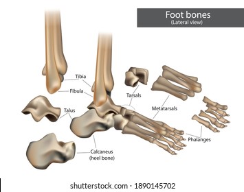 Anatomical Structure Human Foot Bones Lateral Stock Vector (Royalty ...