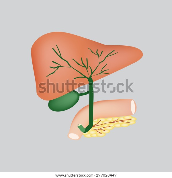 Anatomical Structure Liver Gallbladder Bile Ducts 스톡 벡터(로열티 프리 ...