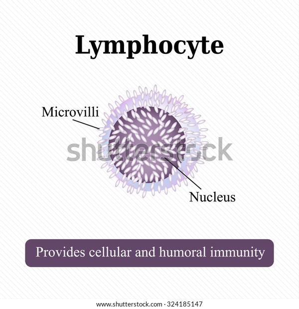Anatomical Structure Lymphocyte Cell Blood Vector 스톡 벡터(로열티 프리 ...