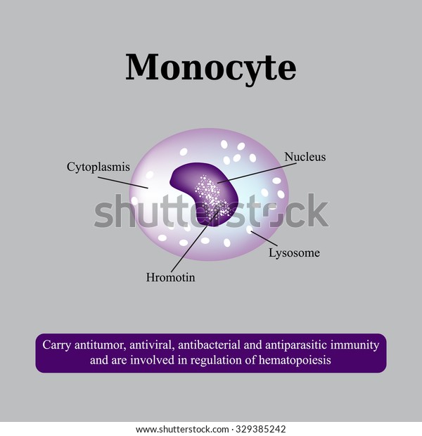 Anatomical Structure Monocytes Blood Cells Vector Stok Vektör (Telifsiz ...