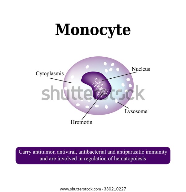 Anatomical Structure Monocytes Blood Cells Vector Stock Vector (Royalty ...