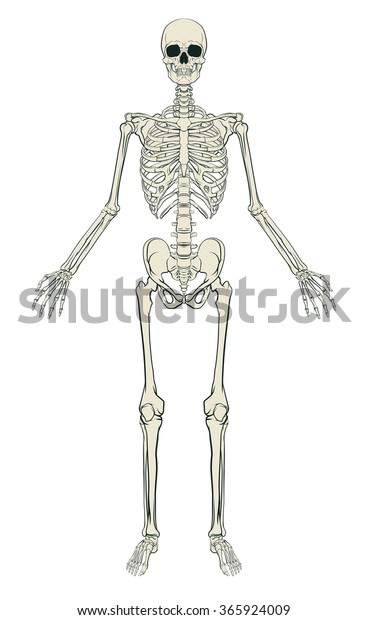 Anatomically Correct Medical Educational Illustration Human Stock ...