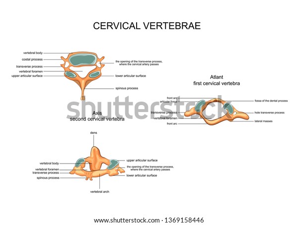 Anatomy Cervical Vertebrae 库存矢量图（免版税）1369158446 | Shutterstock