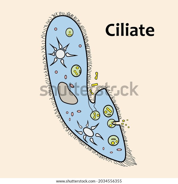 Anatomy Ciliate Slipper Structure Unicellular Organisms Stock Vector ...