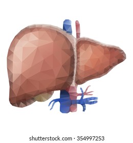 Anatomy Collection Polygonal Liver Vector Isolated Stock Vector ...