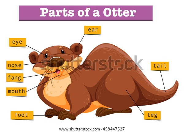 Anatomy Cute Otter Illustration Stock Vector (Royalty Free) 458447527