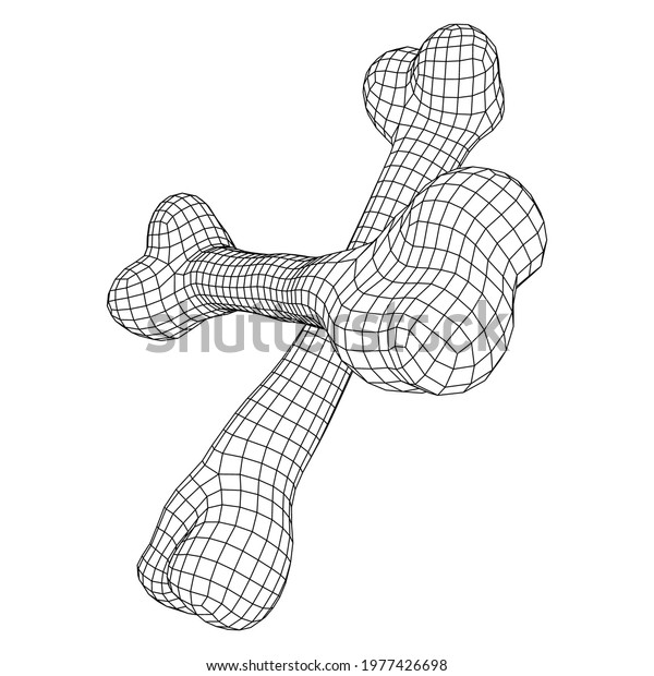 Anatomy Dog Bone Object Wireframe Low Stock Vector (Royalty Free ...