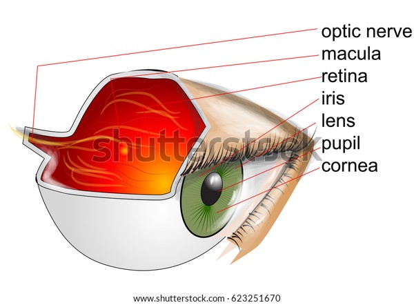 Anatomy Eye: vector de stock (libre de regalías) 623251670 | Shutterstock