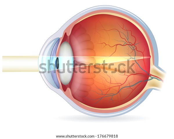 Anatomy Eye Cross Section View Fundus Stock Vector (Royalty Free) 176679818