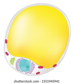 Anatomy Fat Cell Human Body Stock Vector (Royalty Free) 1551945941 ...