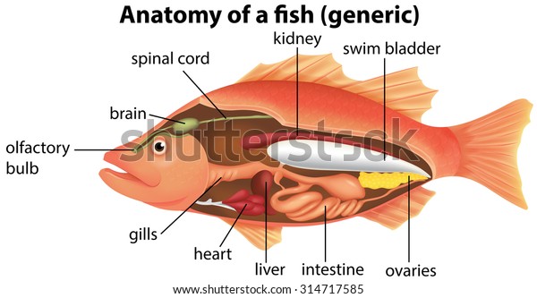 Fish swim bladder 314 รายการ ภาพ ภาพสต็อกและเวกเตอร์ | Shutterstock