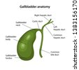 Gallbladder Stock Photos and Pictures - 34,611 Images | Shutterstock