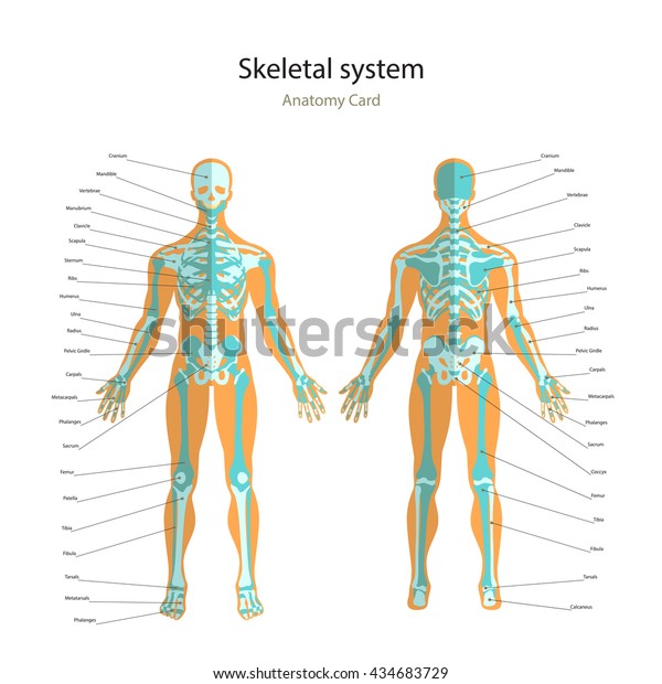 Anatomy Guide Human Skeleton Explanations Anatomy 库存矢量图（免版税）434683729