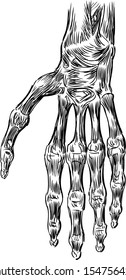 Anatomy Hand Stock Vector (Royalty Free) 154756421 | Shutterstock