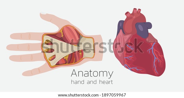 Anatomy Hand Heart Educational Design Stock Vector (Royalty Free ...