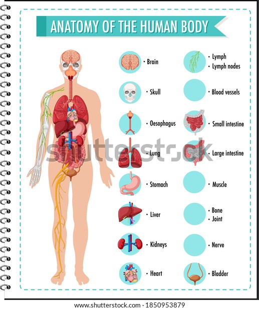 Anatomy Human Body Information Infographic Illustration Stock Vector ...