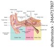 Best Ear Wax Royalty-Free Images, Stock Photos & Pictures | Shutterstock
