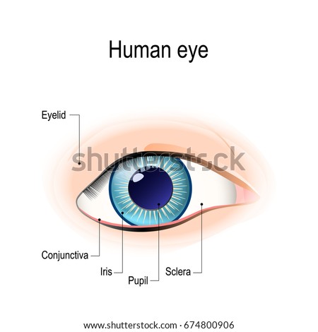 Anatomy Human Eye Front View External Stock Vector (Royalty Free ...