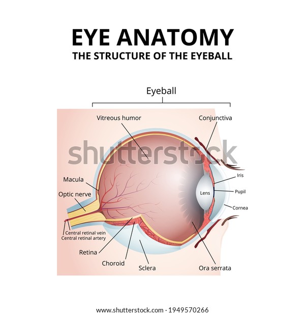 Anatomy of the eye Images - Search Images on Everypixel