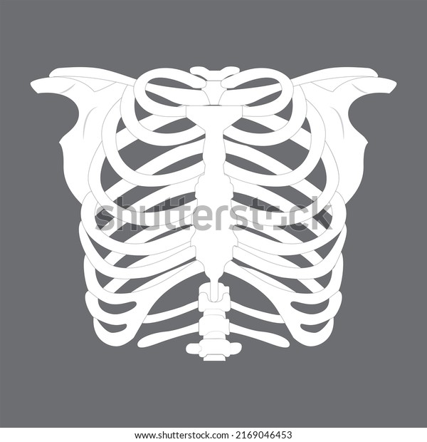 Anatomía de la costilla humana. Ilustración: vector de stock (libre de ...