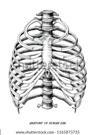 Human Chest Drawing | Free download on ClipArtMag