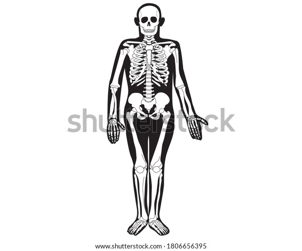 Bmp Skeleton Template