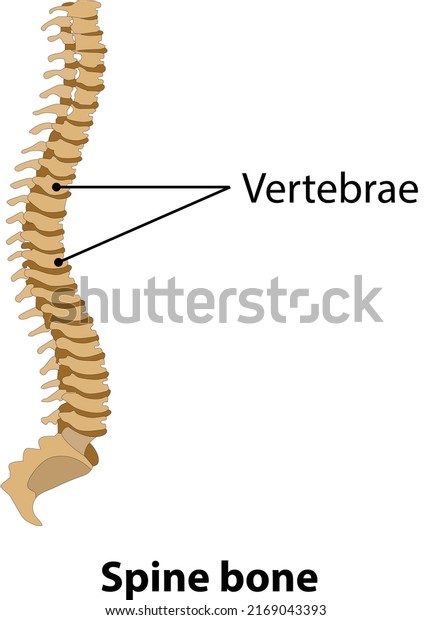 Anatomy Human Spine Bone Illustration Vector: เวกเตอร์สต็อก (ปลอดค่า ...