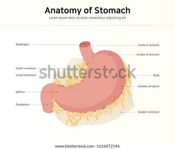Anatomy Human Stomach Stock Vector (Royalty Free) 1626872146 | Shutterstock