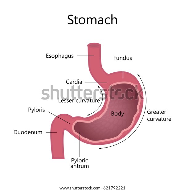 Anatomy Human Stomach Internal Structure Vector 스톡 벡터(로열티 프리) 621792221 ...