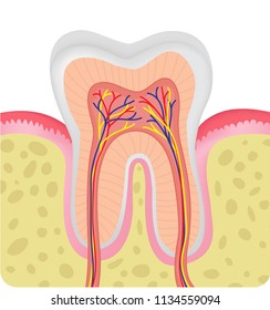 Anatomy Human Teeth Stock Vector (Royalty Free) 1134559094 | Shutterstock