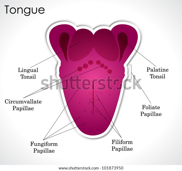 Anatomy Human Tongue Version Available Stock Vector Royalty Free 101873950
