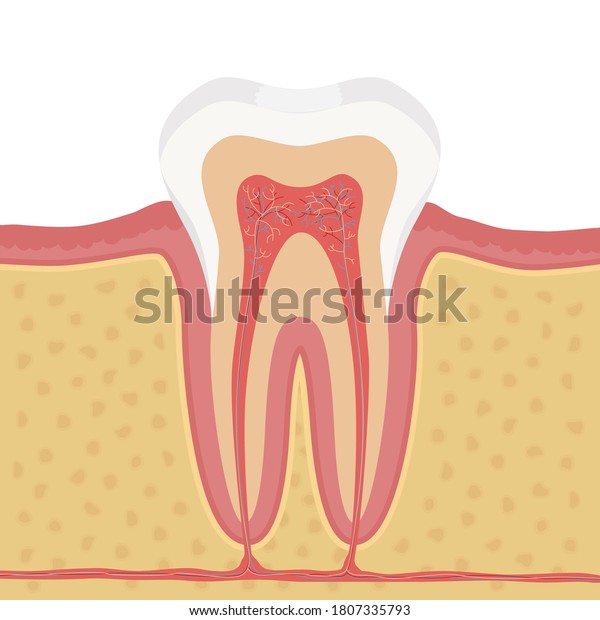 Anatomía de la ilustración dental humana. Estructura del diente humano ...