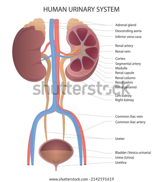 Anatomy Human Urinary System Excretory System: เวกเตอร์สต็อก (ปลอดค่า ...