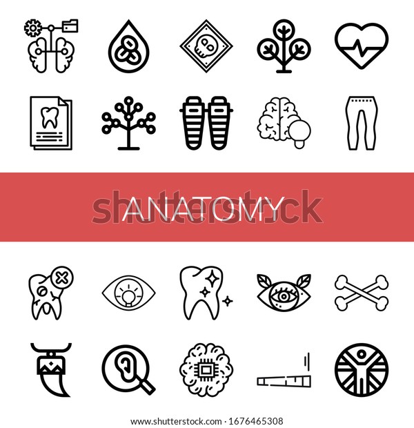 conjunto de iconos de anatomía. Colección: vector de stock (libre de ...
