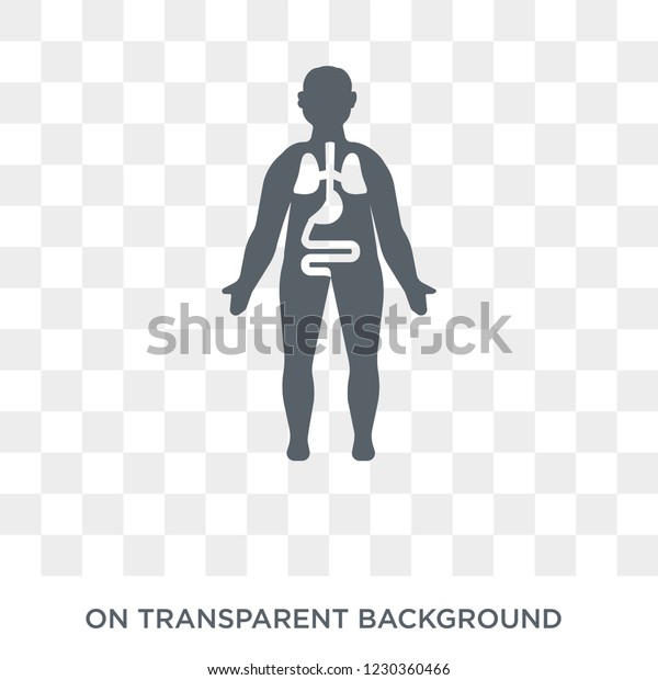 Anatomy Icon Trendy Flat Vector Anatomy Stock Vector (Royalty Free ...