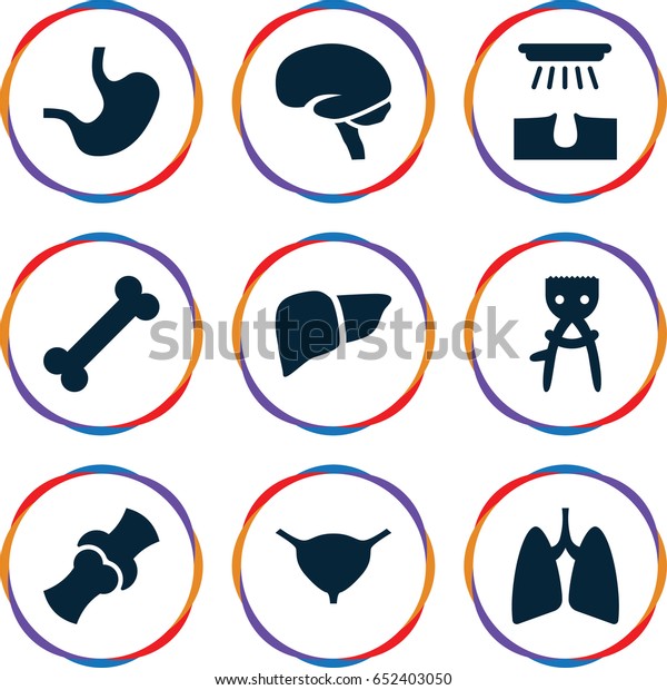 Anatomy Icons Set Set 9 Anatomy Stock Vector (Royalty Free) 652403050