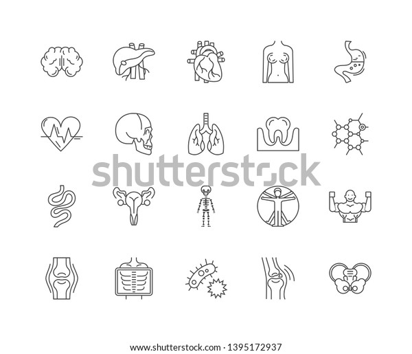 Anatomy Line Icons Signs Vector Set Stock Vector (Royalty Free ...