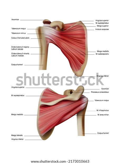 Anatomy Location Human Muscles On Shoulder: เวกเตอร์สต็อก (ปลอดค่า ...