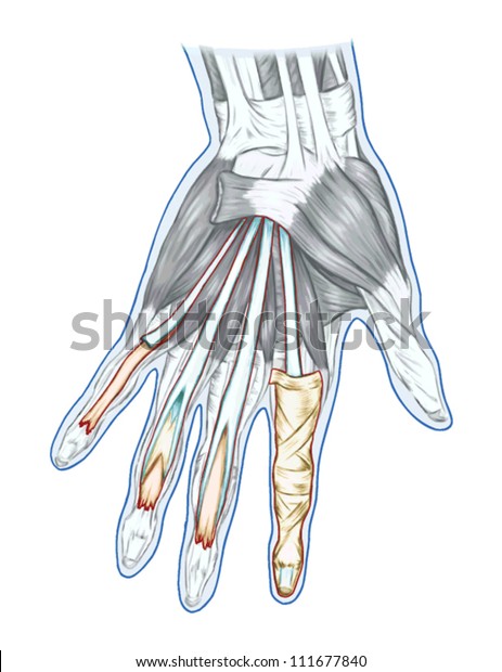 Anatomy Muscular System Hand Palm Muscle Stock Vector (Royalty Free ...