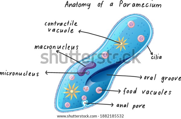 Anatomy Paramecium Illustration Stock Vector (Royalty Free) 1882185532 ...