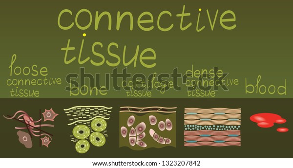 Anatomy and physiology of man. Connective tissue structure. Histology