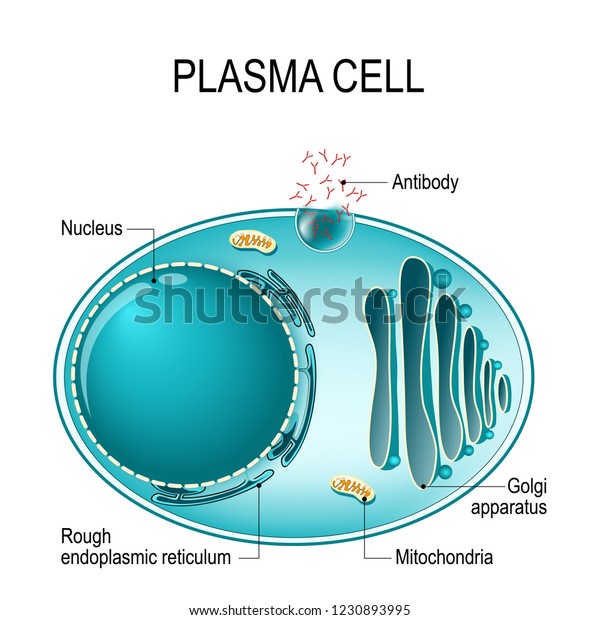 Anatomy Plasma Cell B Cell Plasmocyte Stock-vektor (royaltyfri) 1230893995