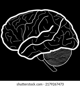 Anatomy Profile Brain Human Vector Vector Stock Vector (Royalty Free ...