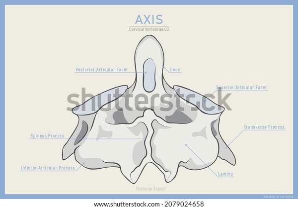 Anatomy Second Cervical Vertebra Axis C2 Stock Vector (Royalty Free ...